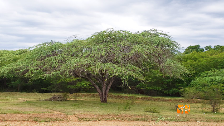 El Cambrón: árbol clásico en la Línea Noroeste | SabanetaSR