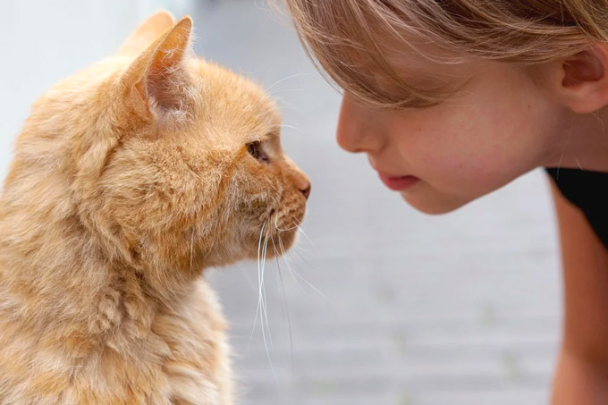 ¿Cómo nos ven los gatos a los humanos?